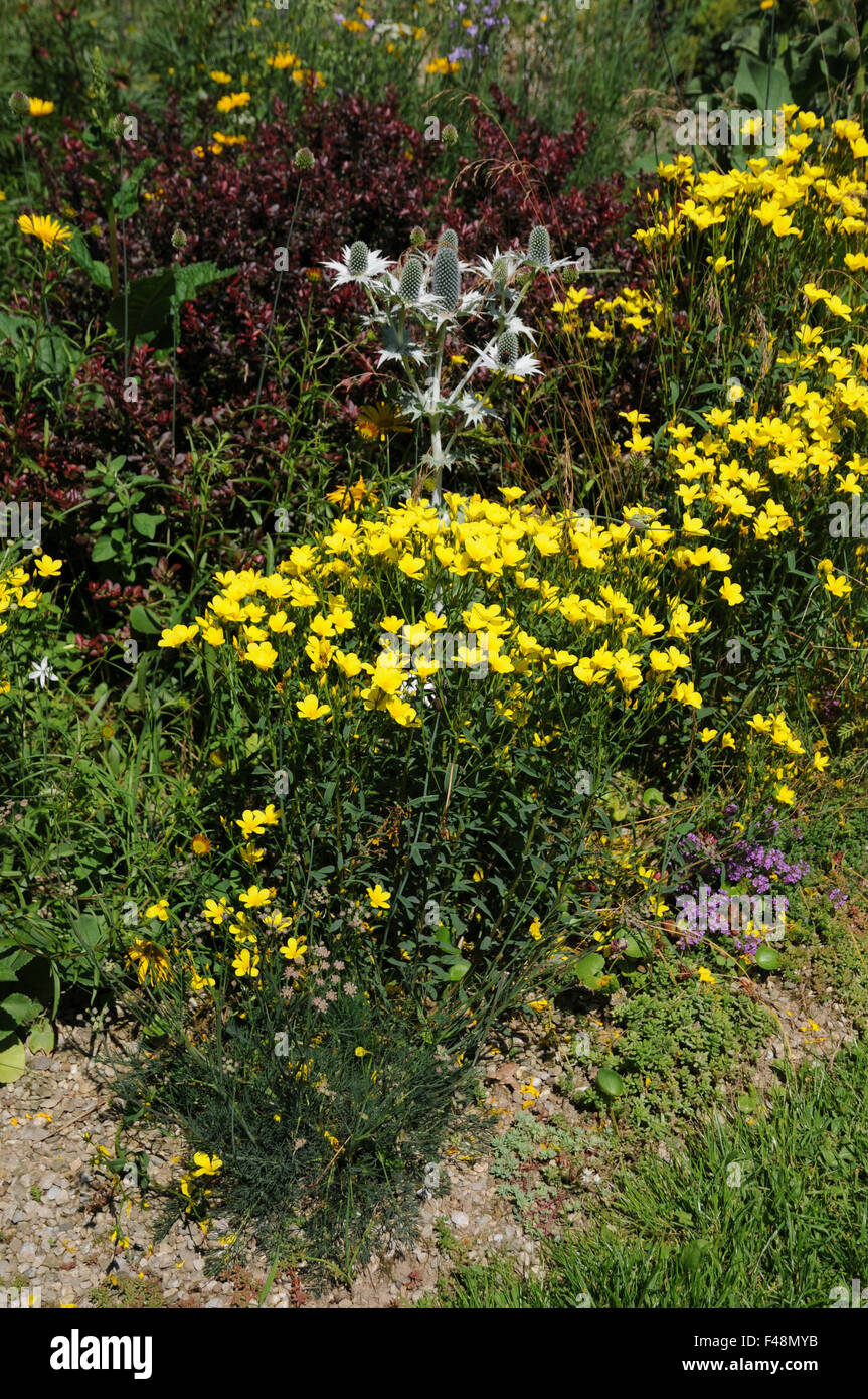 Yellow flowers golden flax linum hi-res stock photography and images ...