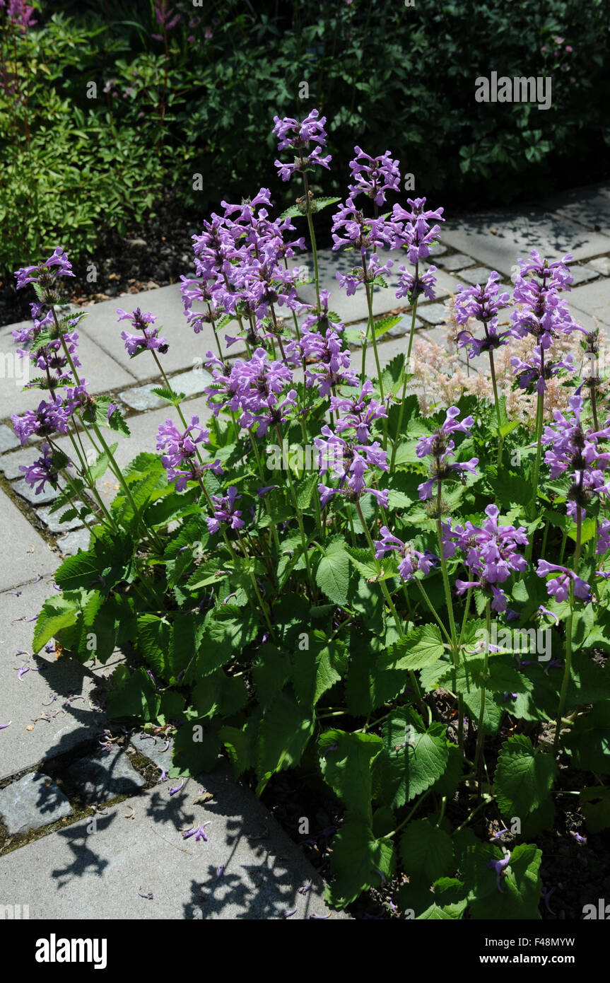 Big betony stachys grandiflora hi-res stock photography and images - Alamy