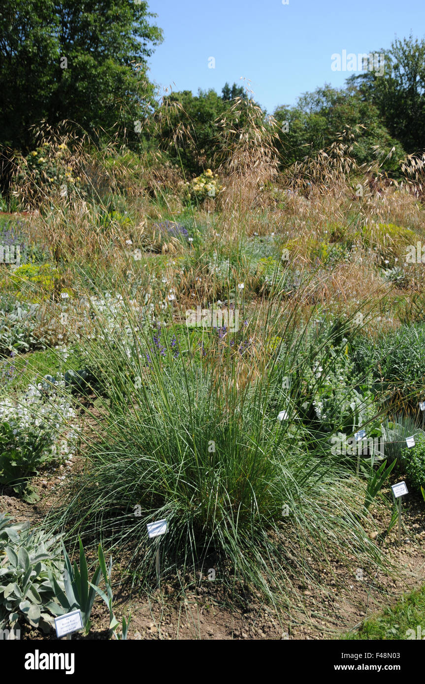 Giant feather grass hi-res stock photography and images - Alamy