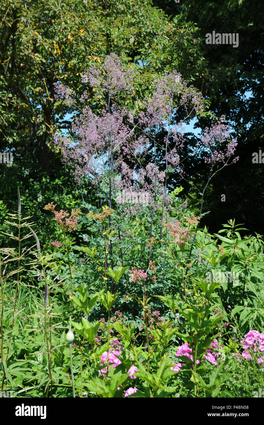 Giant meadow rue Stock Photo - Alamy