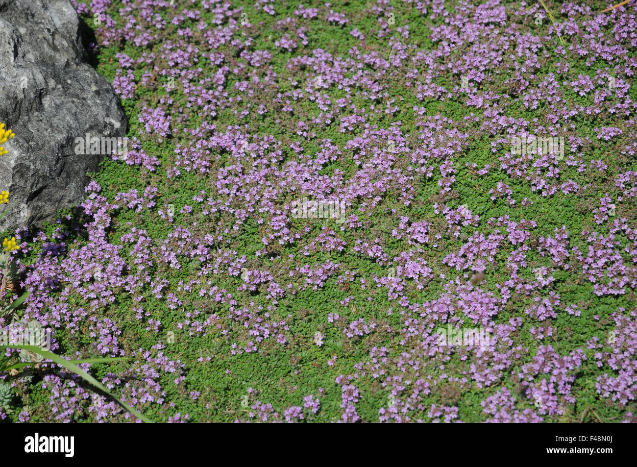 Thymian tee hi-res stock photography and images - Alamy