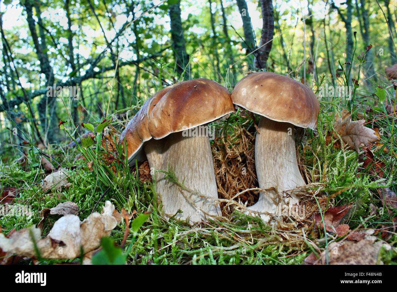 Two mushroom boletus edulis in the forest Stock Photo - Alamy
