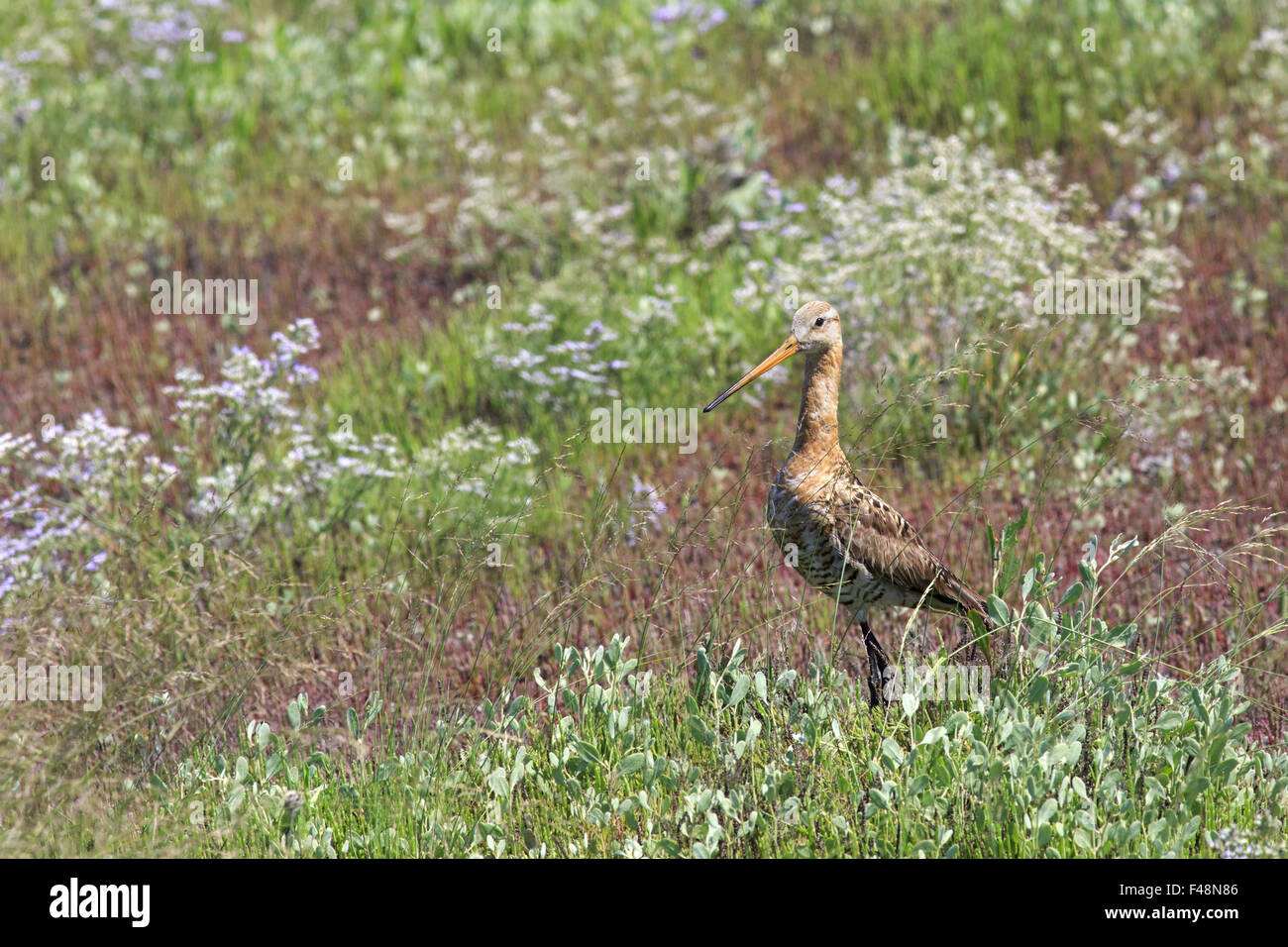 Asian dowitcher hi-res stock photography and images - Alamy