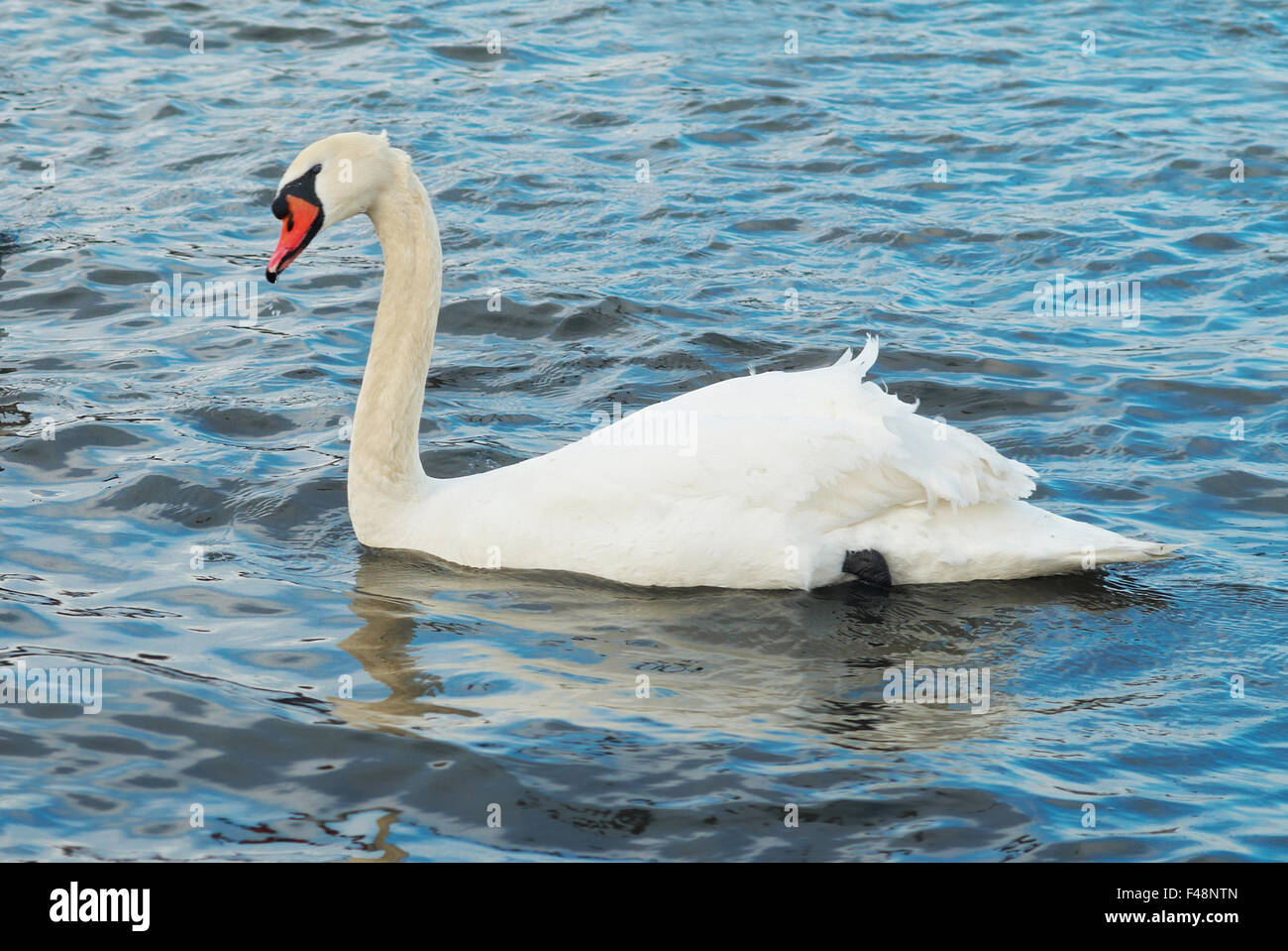 Swan shape card hi-res stock photography and images - Alamy