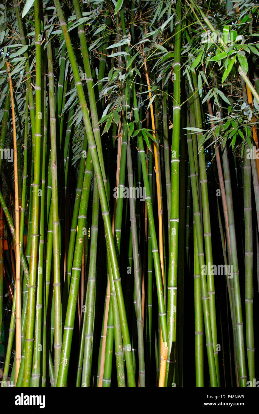 Zen bamboo hi-res stock photography and images - Alamy