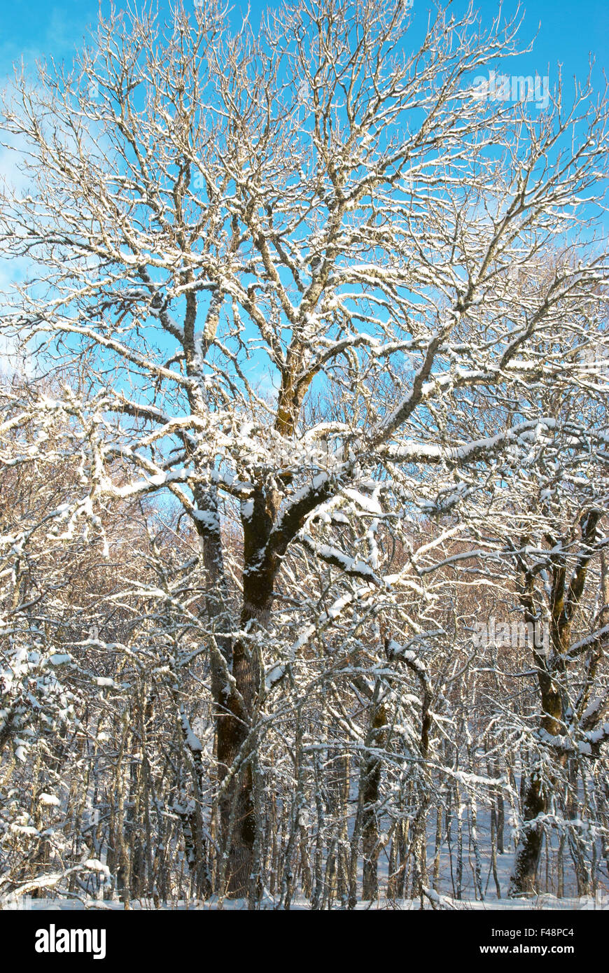 Snowy forest scene art hi-res stock photography and images - Alamy