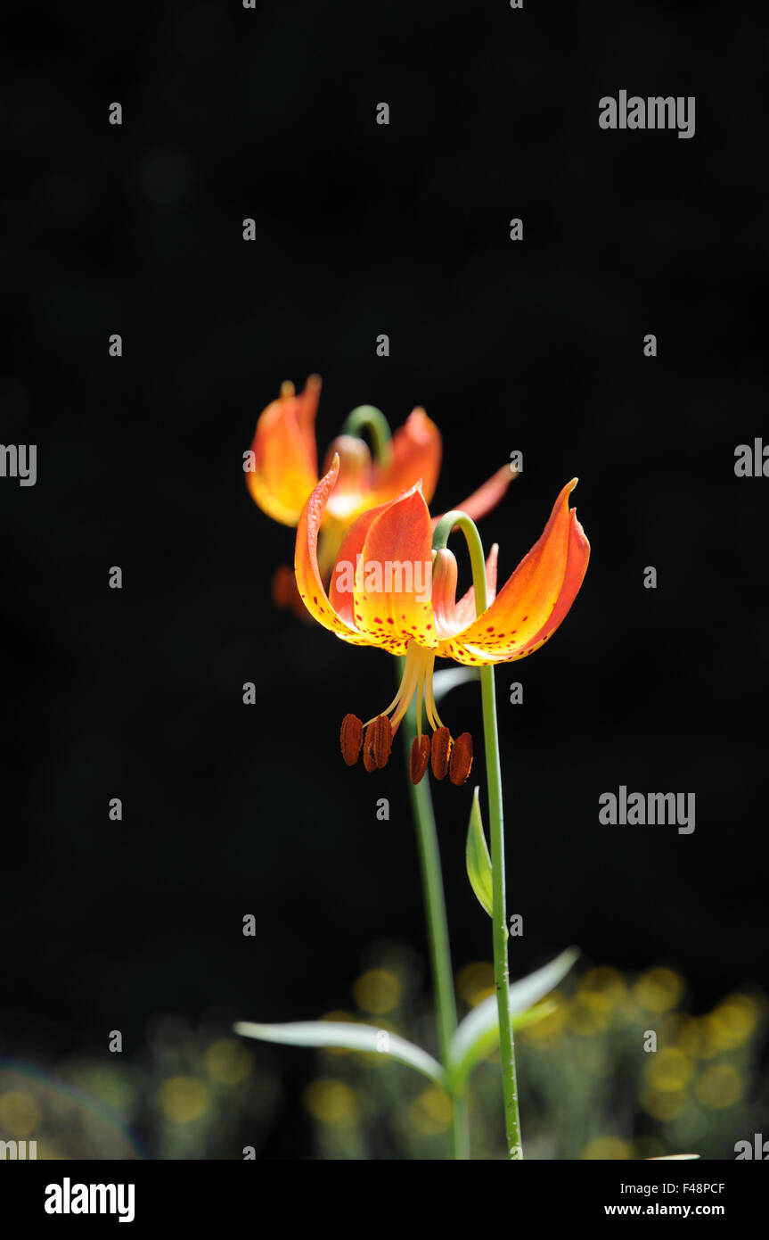 Michigan lily hi-res stock photography and images - Alamy