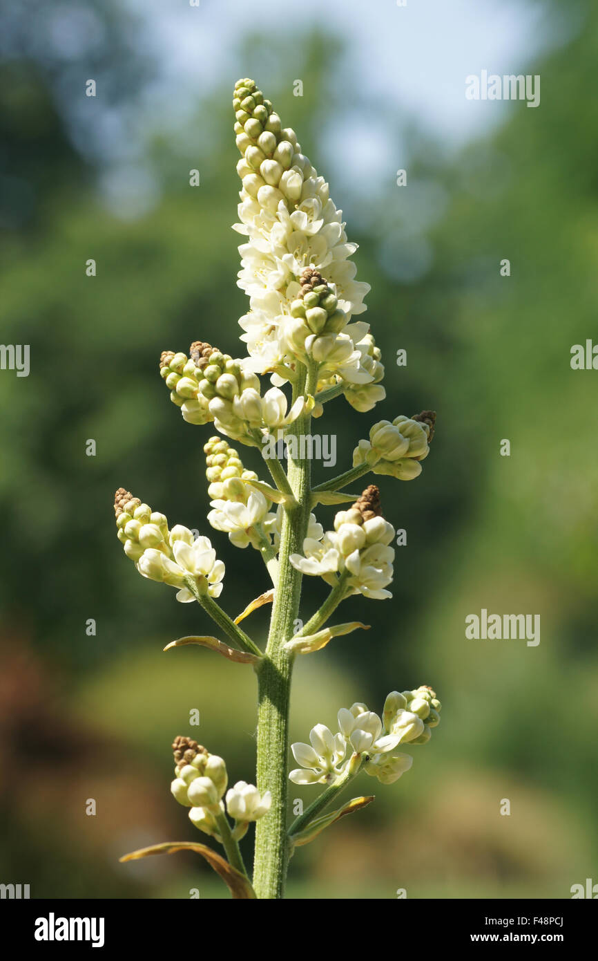 Melanthium virginicum hi-res stock photography and images - Alamy