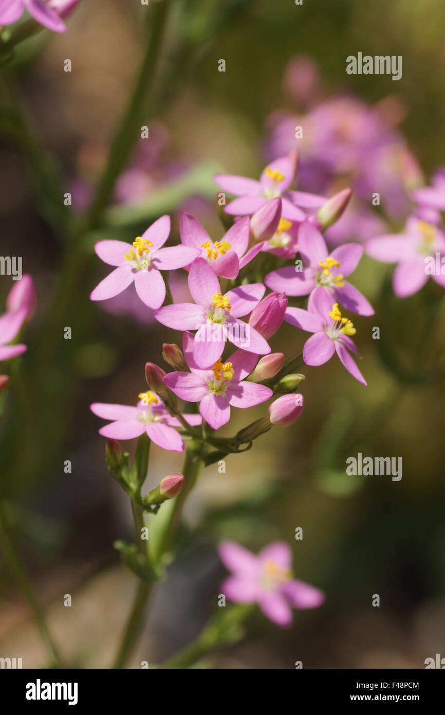 Common centaury and european centaury hi-res stock photography and ...