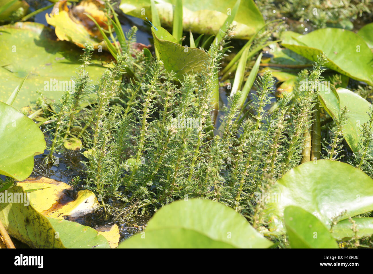 Hornwort High Resolution Stock Photography and Images - Alamy