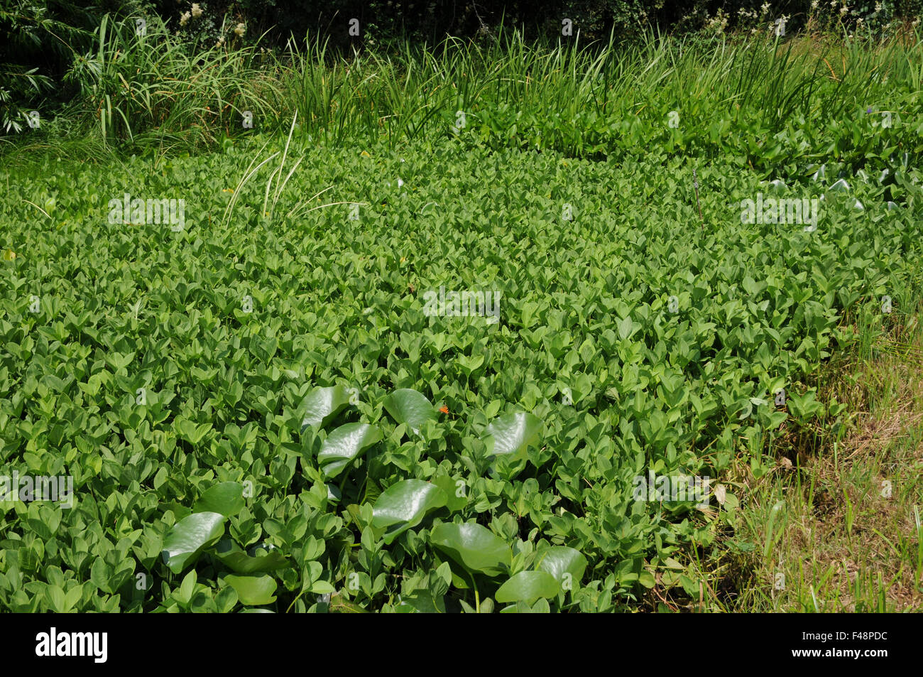 Bogbean buckbean menyanthes trifoliata flower hi-res stock photography ...