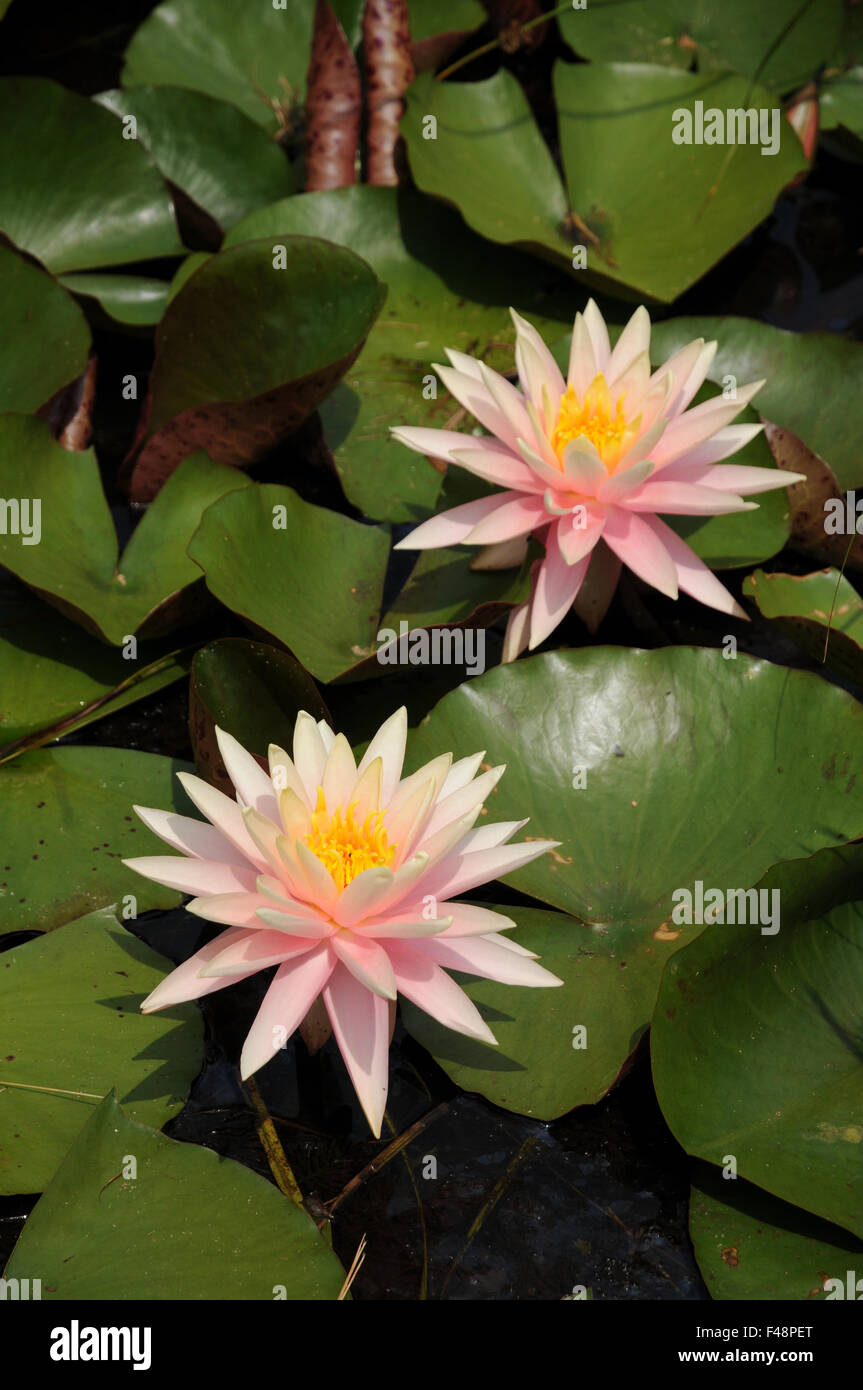 Nymphaea mayla hi-res stock photography and images - Alamy