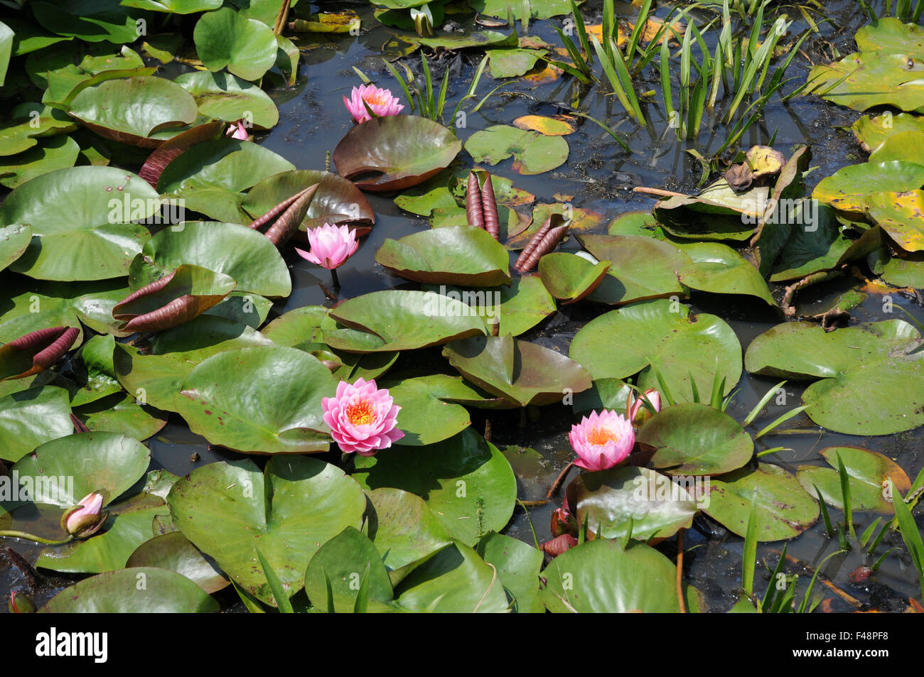 Nymphaea mayla hi-res stock photography and images - Alamy