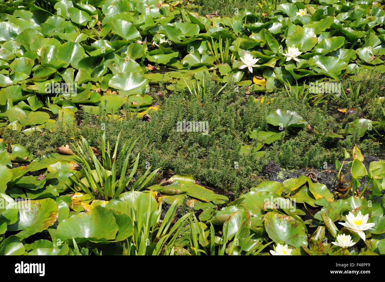 Ceratophyllum demersum flower hi-res stock photography and images - Alamy