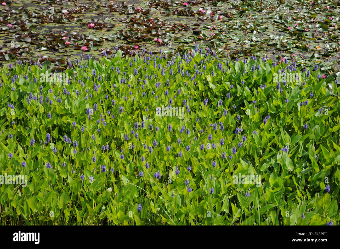 Pickerelweed hi-res stock photography and images - Alamy