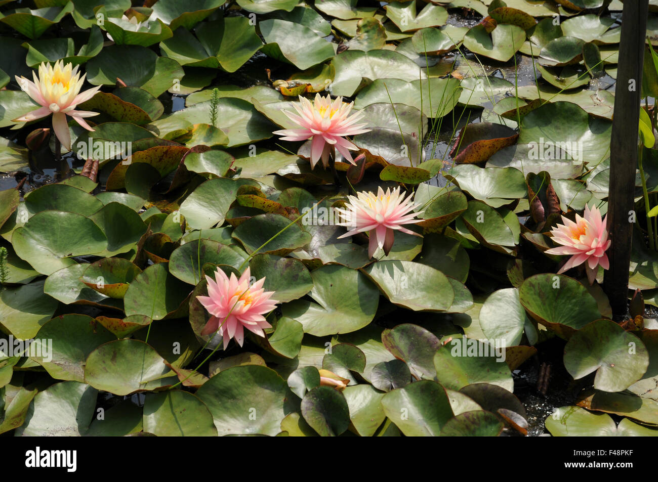 Nymphaea mayla hi-res stock photography and images - Alamy