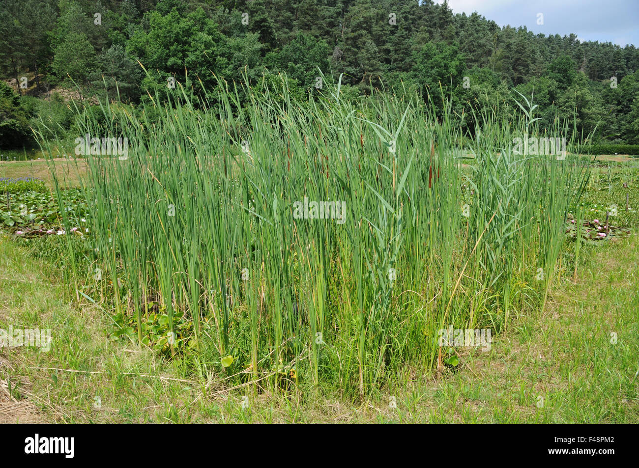 Bulrush Flower High Resolution Stock Photography and Images - Alamy