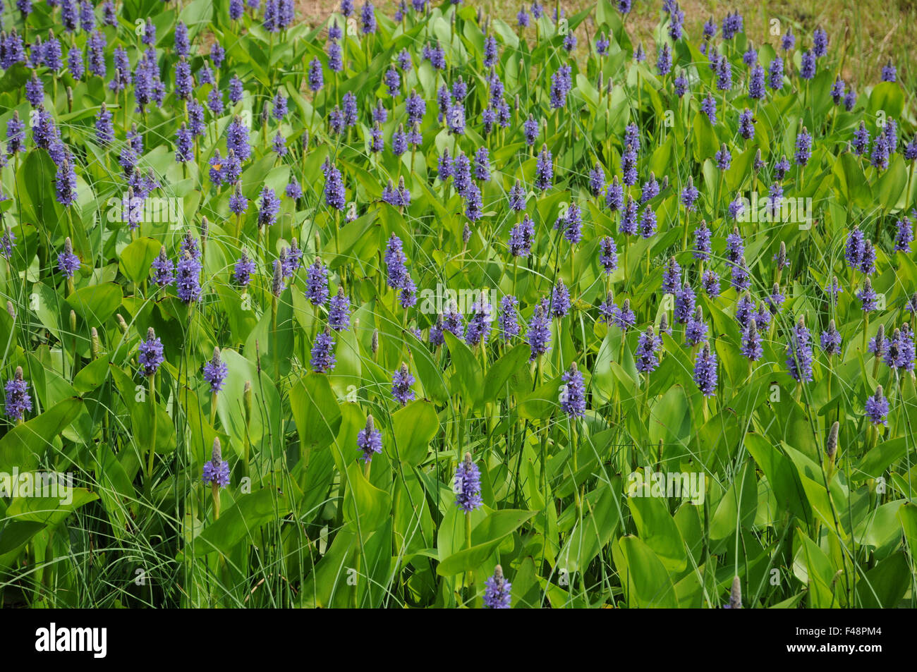 Pickerelweed hi-res stock photography and images - Alamy