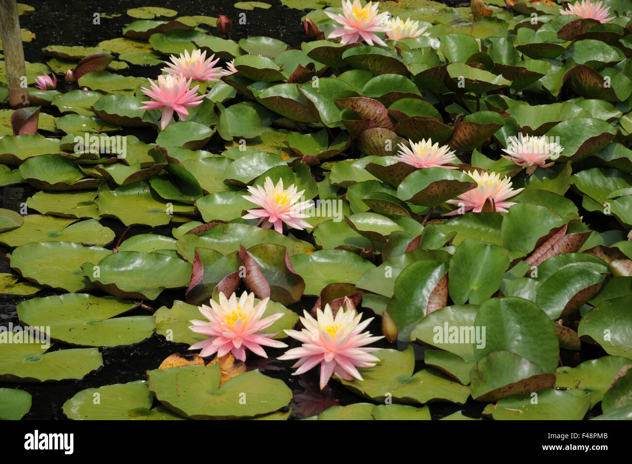 Nymphaea mayla hi-res stock photography and images - Alamy