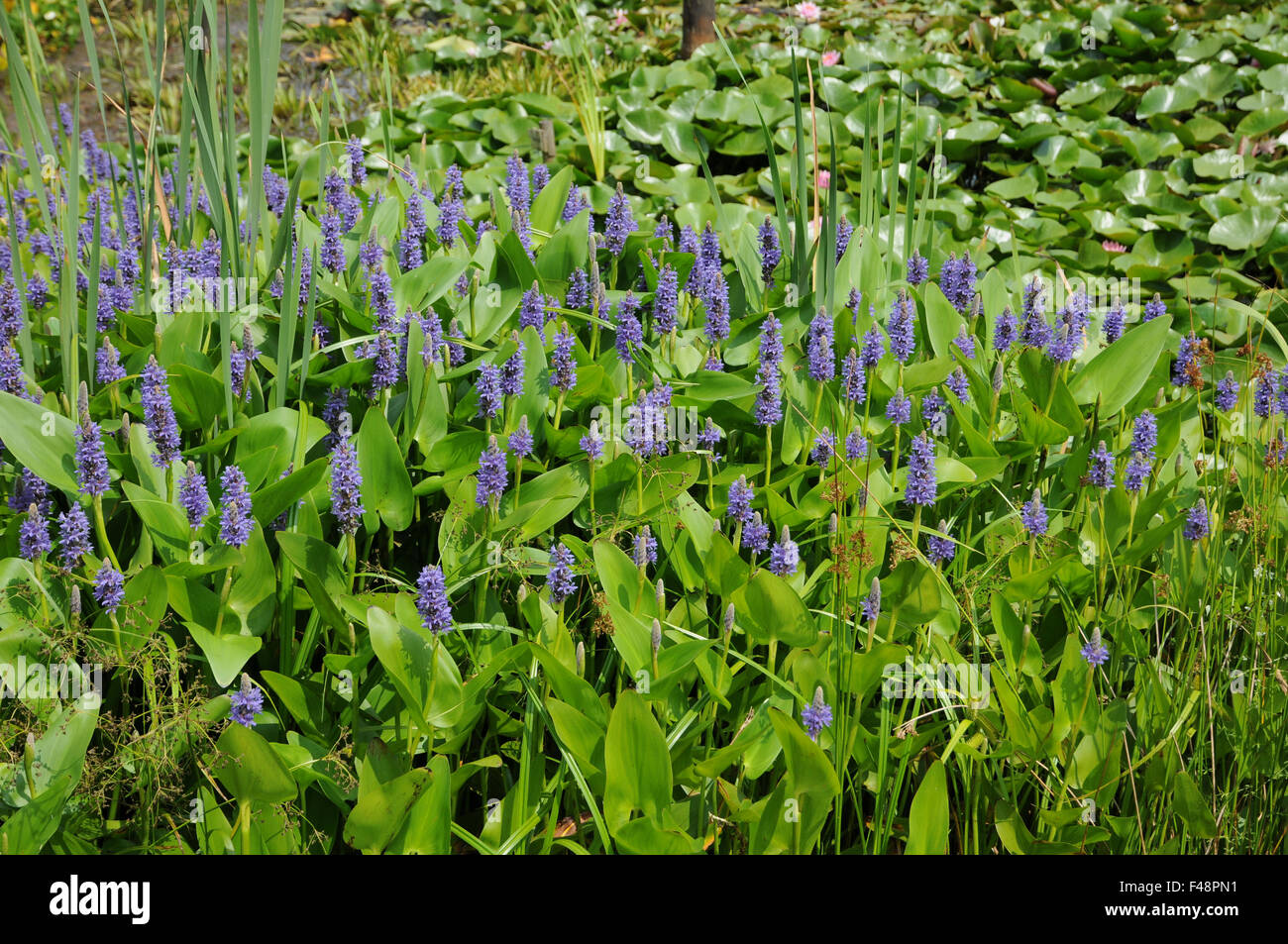 Pickerelweed hi-res stock photography and images - Alamy
