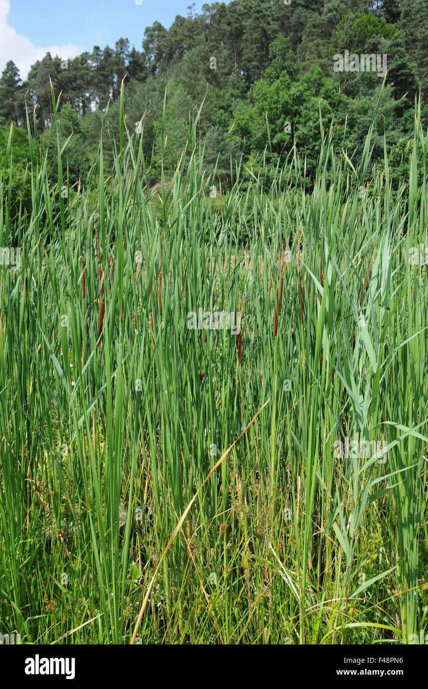 Bulrush Flower High Resolution Stock Photography and Images - Alamy