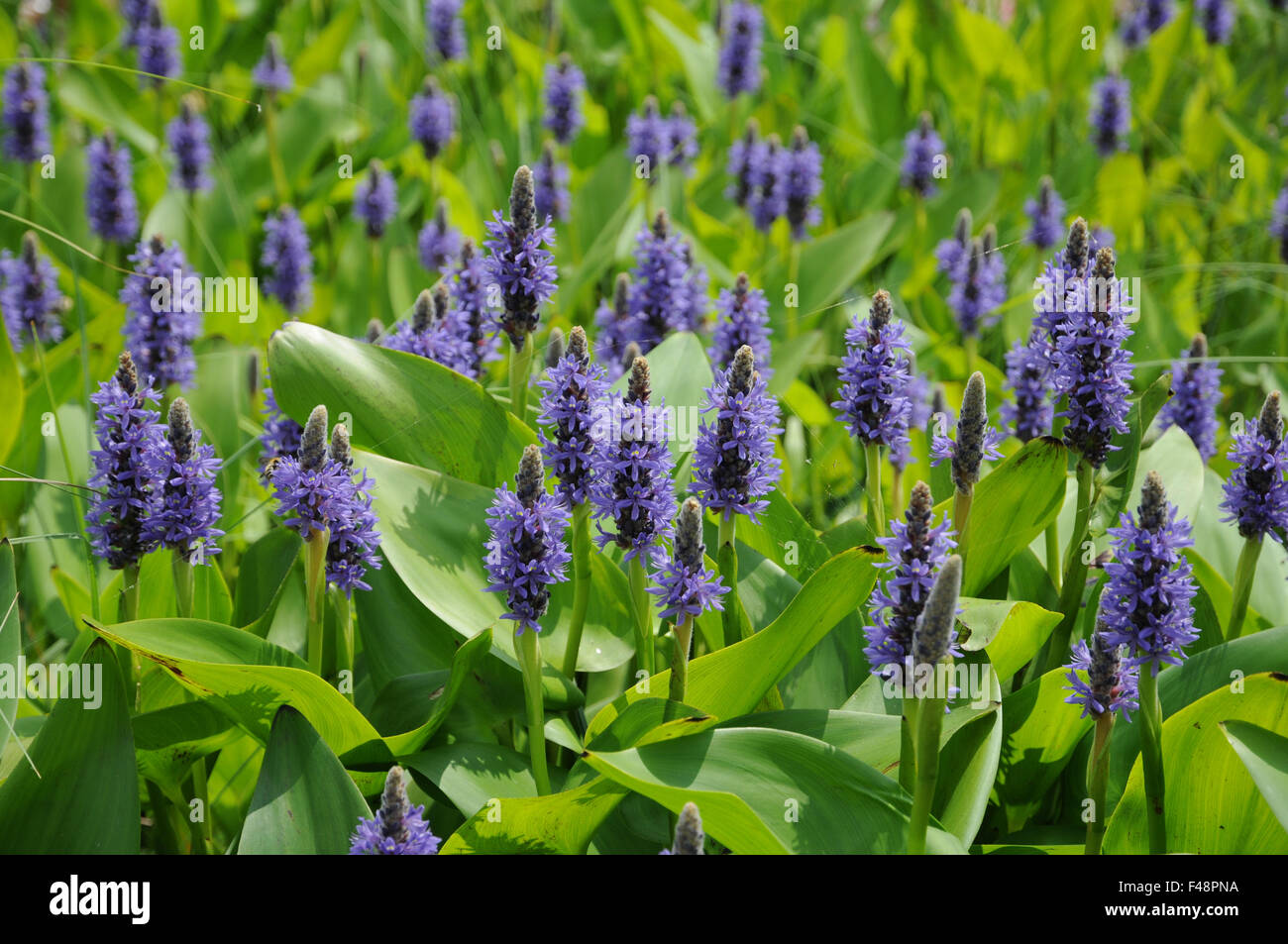 Pickerelweed hi-res stock photography and images - Alamy
