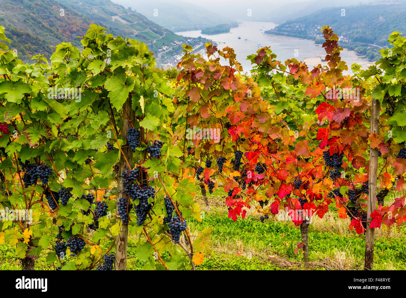 Fall, grapes in a vineyard, ripe, before harvest, Bacharach, Rhine ...