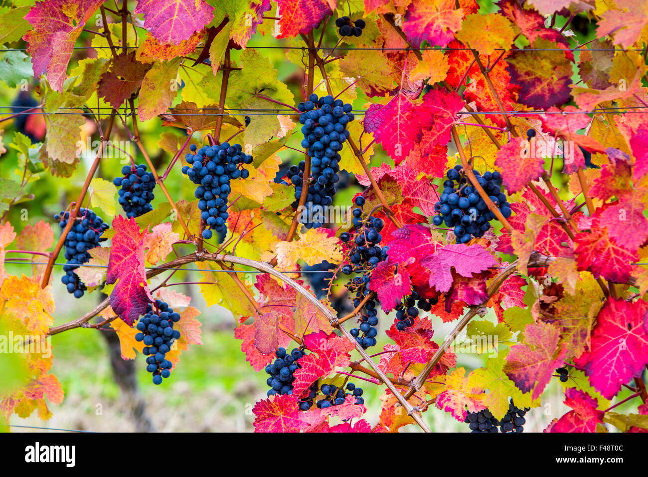 Fall, grapes in a vineyard, ripe, before harvest, Bacharach, Rhine ...