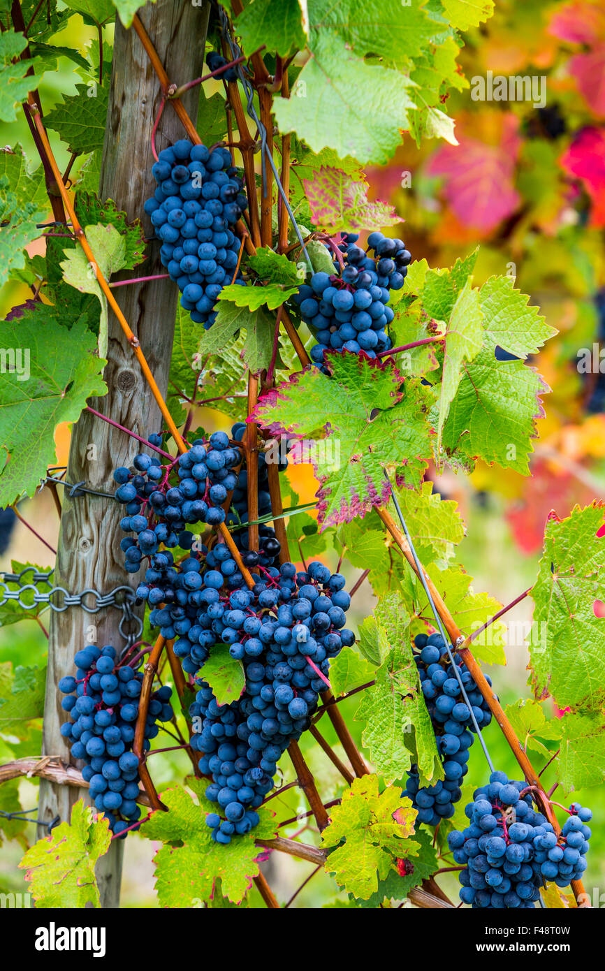 Vineyard fall colors hi-res stock photography and images - Alamy