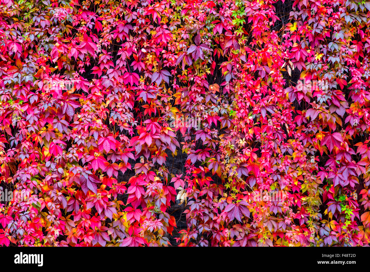 Red ivy leaves hi-res stock photography and images - Alamy