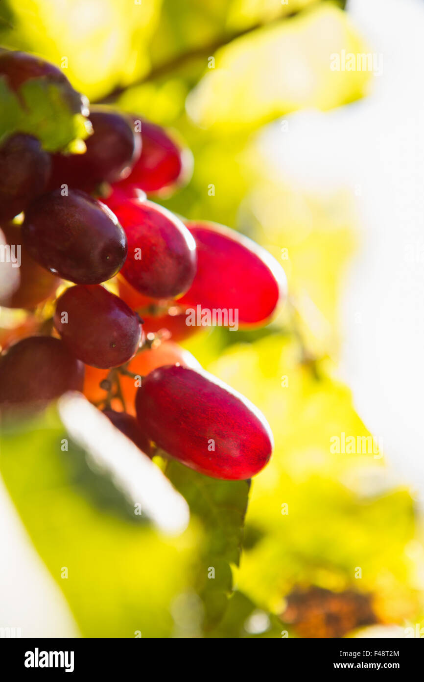 Hanging grapevine hi-res stock photography and images - Alamy