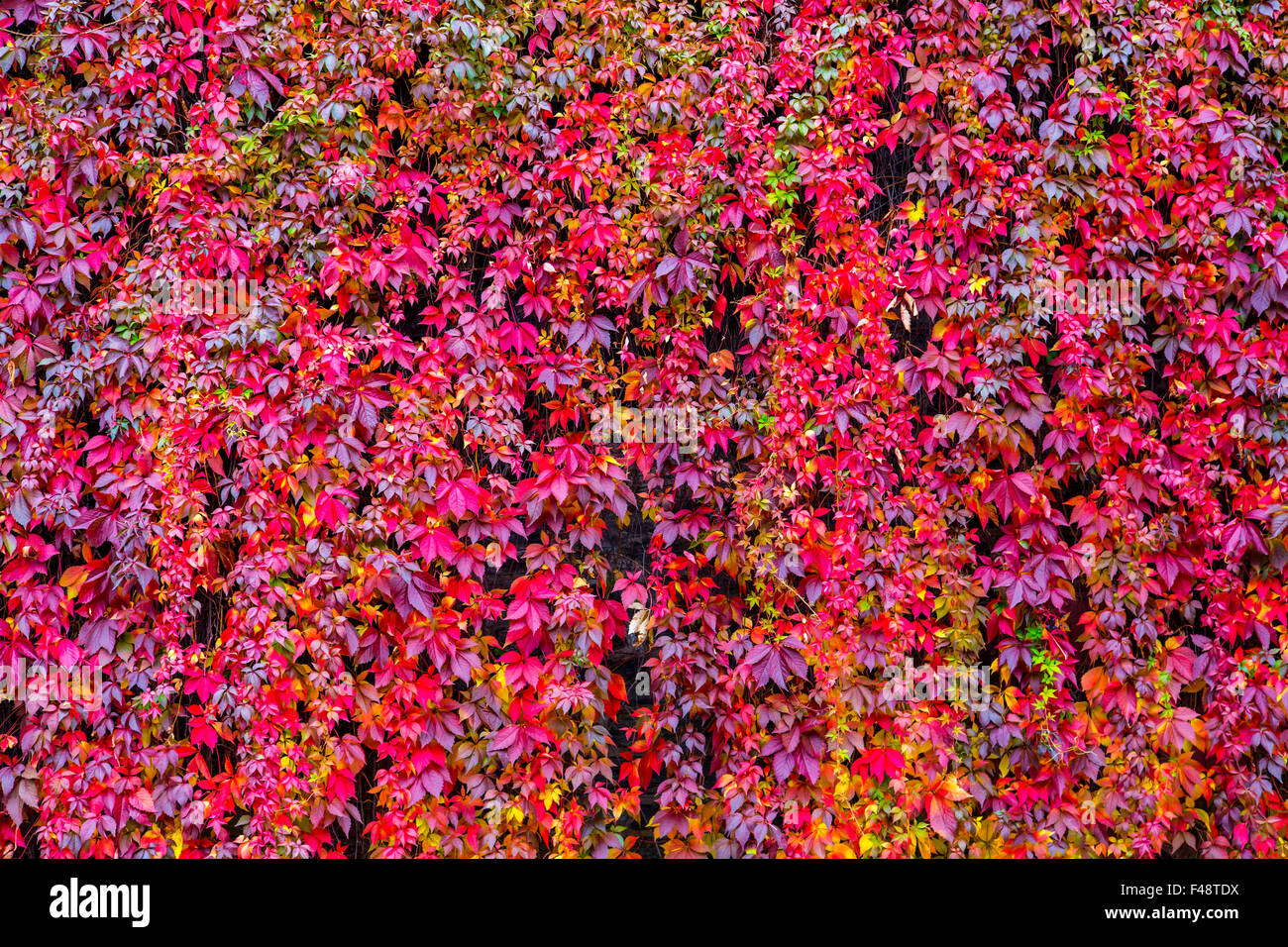 Red ivy leaves hi-res stock photography and images - Alamy
