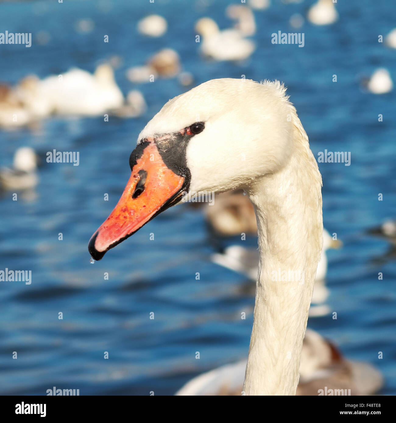 Swan shape card hi-res stock photography and images - Alamy