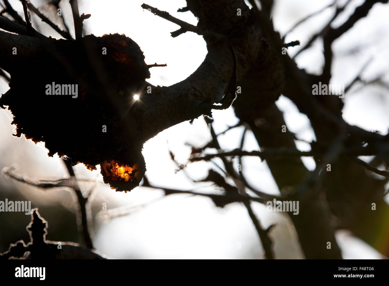 Resin natural formation hi-res stock photography and images - Alamy