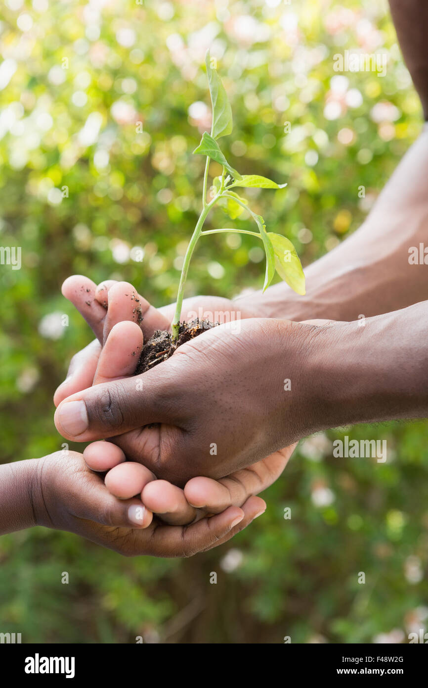 A man plant a flowers with a child Stock Photo - Alamy