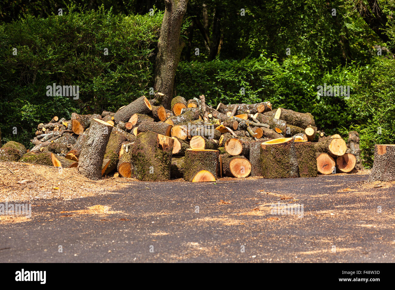 Big pile of wood logs on a green forest background Stock Photo - Alamy