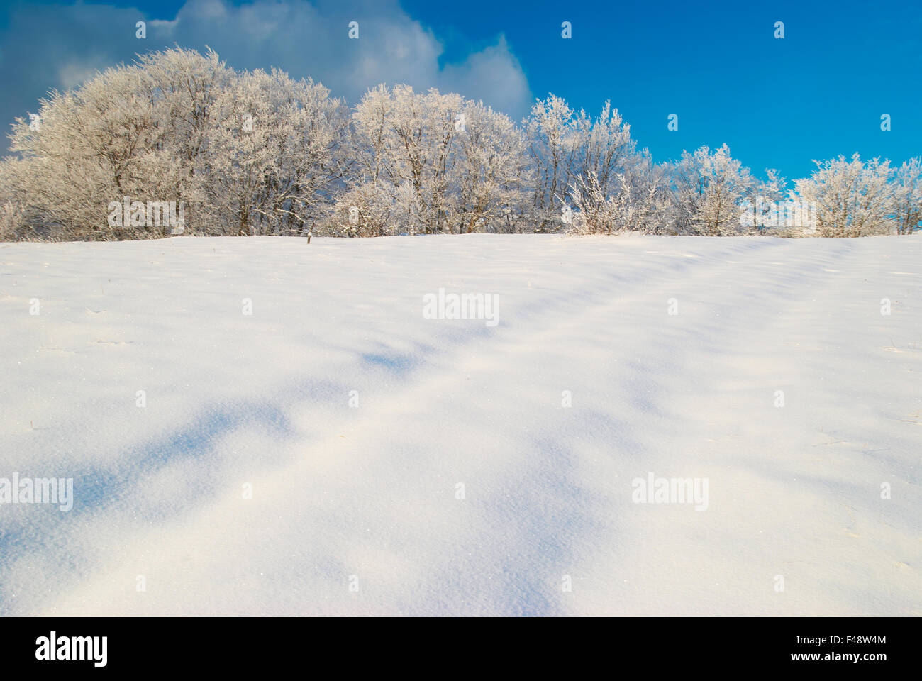 Icy forest hi-res stock photography and images - Alamy