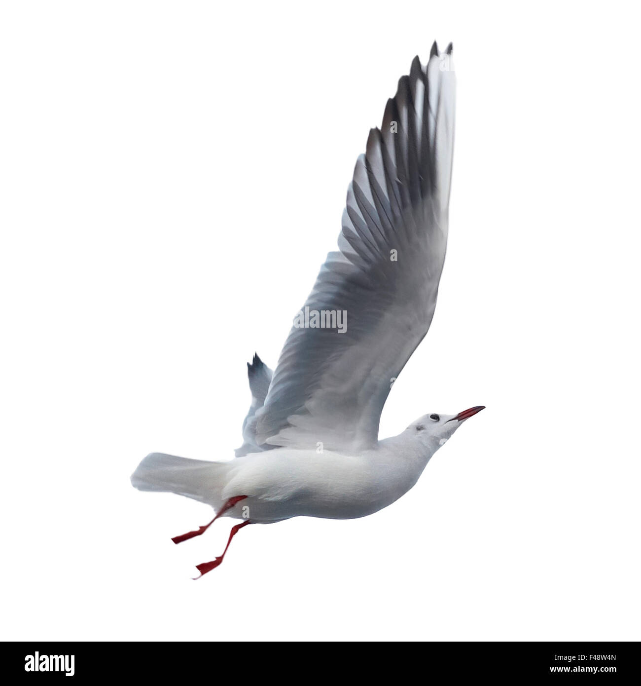Seagull isolated on white background Stock Photo - Alamy