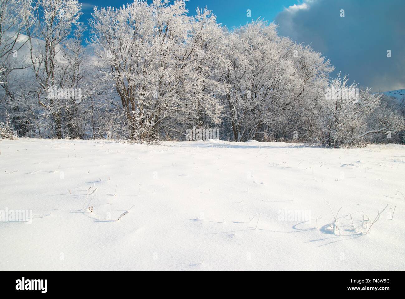 Winter icy forest Stock Photo - Alamy