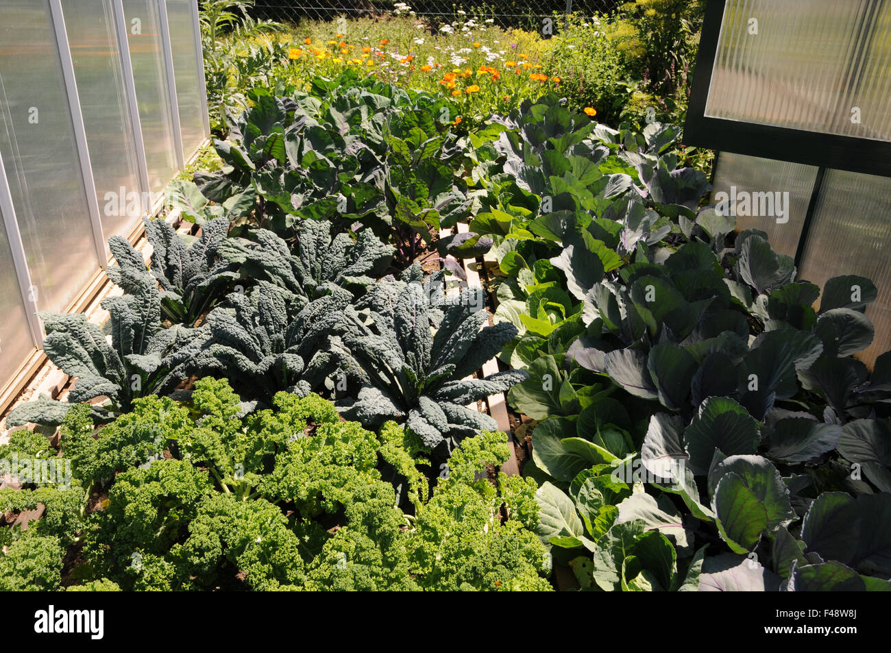 Kohlarten hi-res stock photography and images - Alamy