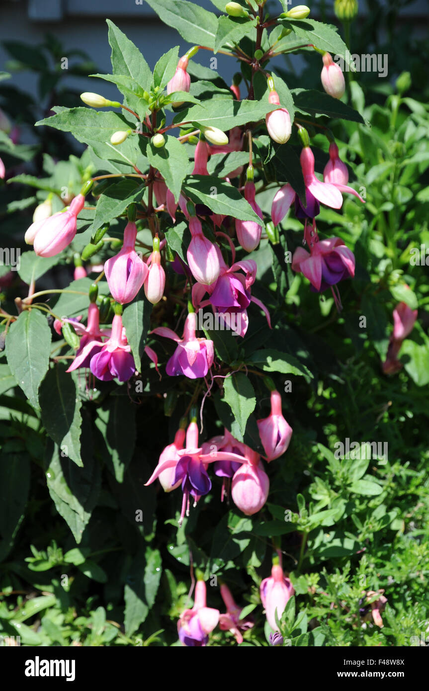 Fuchsia Cultivars Bella Mariska Stock Photo - Alamy