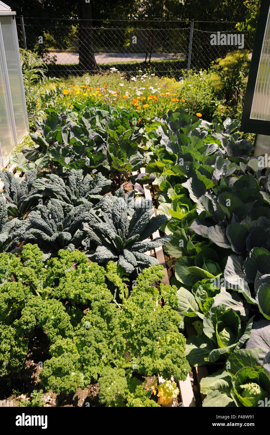 Kohl arten hi-res stock photography and images - Alamy