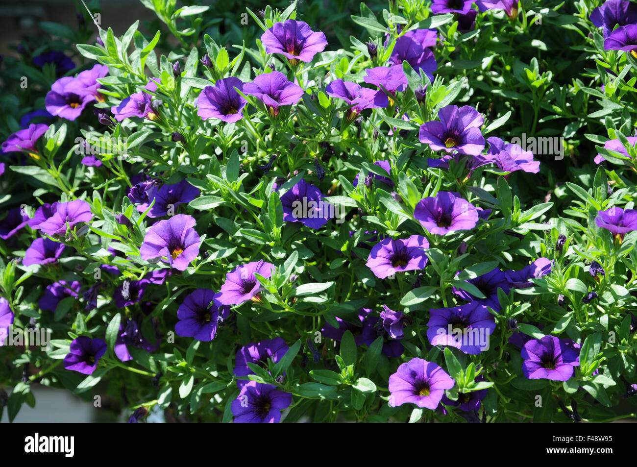 Calibrachoa Cultivars Aloha Kona True Blue Stock Photo - Alamy