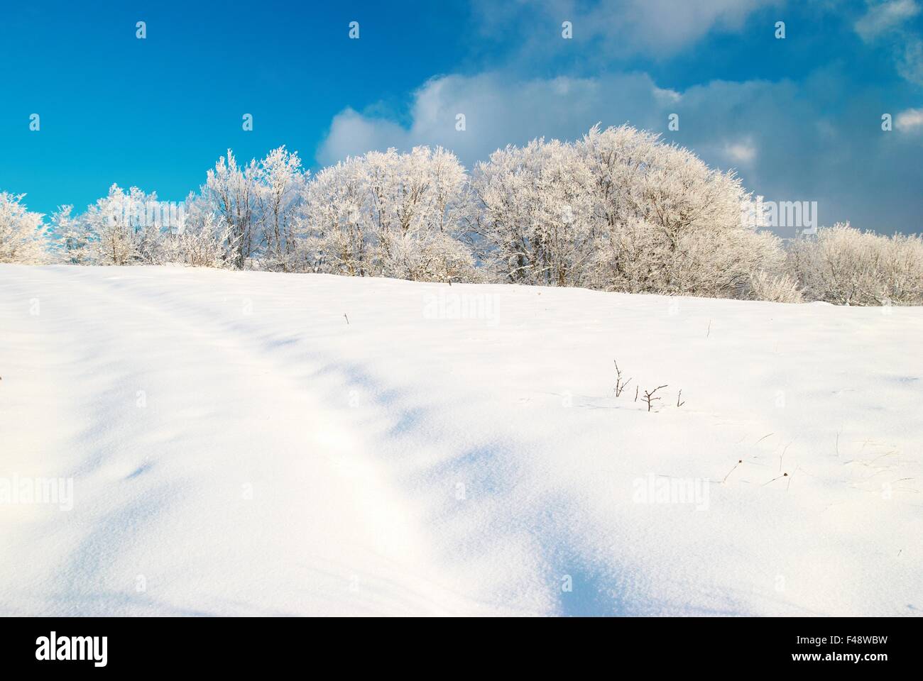 Winter icy forest Stock Photo - Alamy