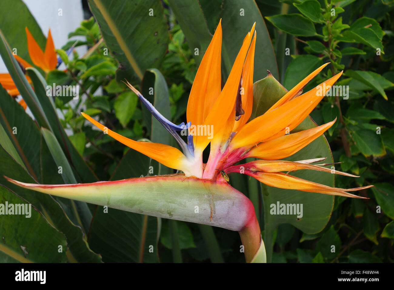 Strelitzia Reginae High Resolution Stock Photography and Images - Alamy