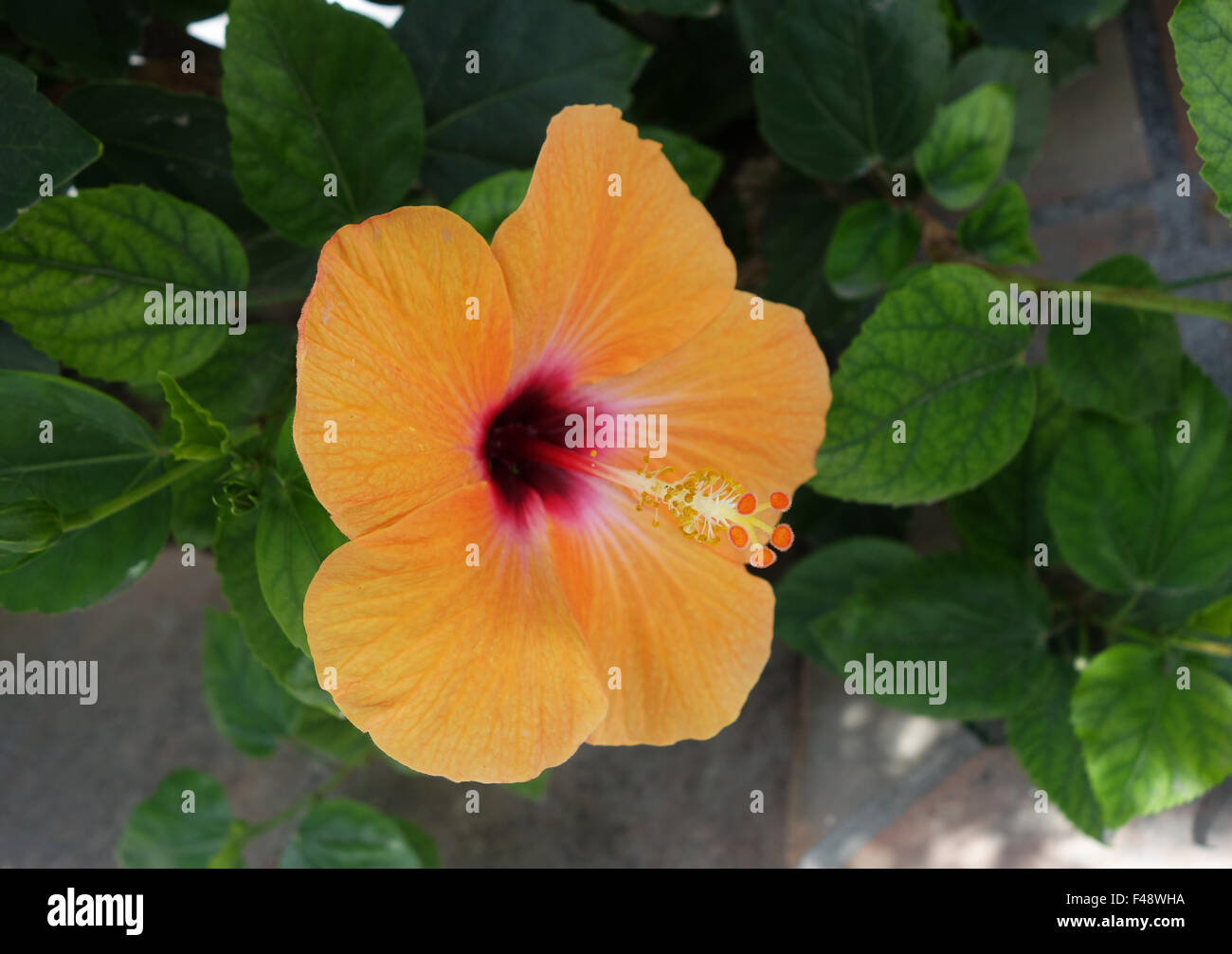 Orange Hibiscus flower showing stamens around long stigma Stock Photo ...