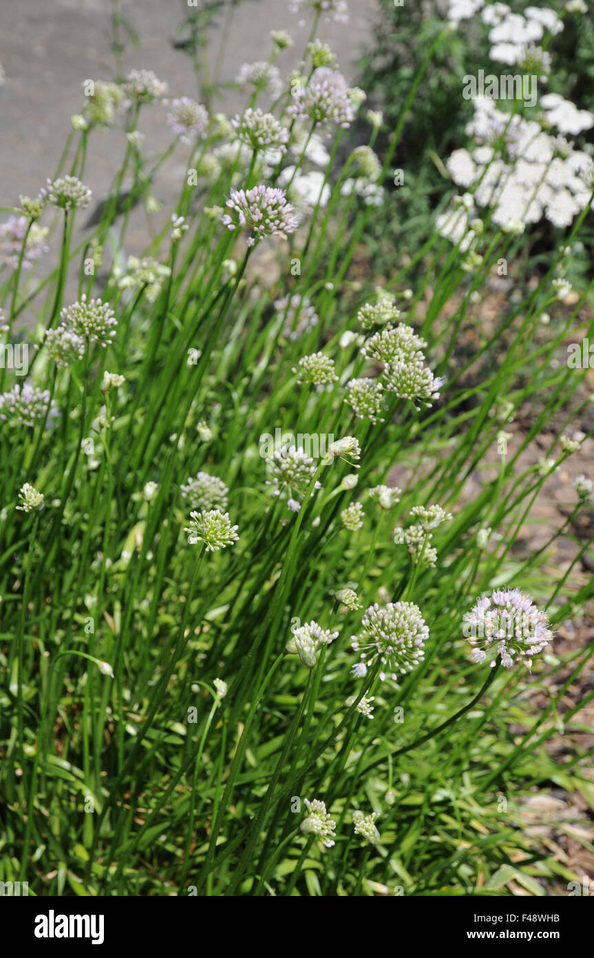 Shallot garden hi-res stock photography and images - Alamy