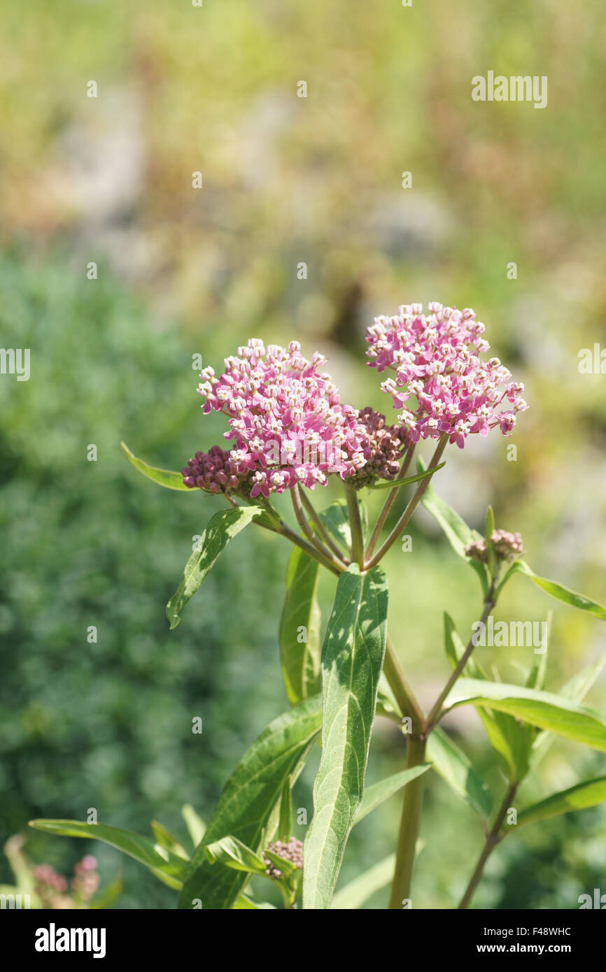 Swamp milkweed flower hi-res stock photography and images - Alamy