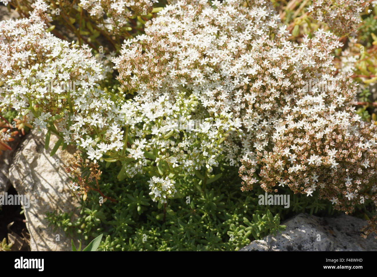 White stonecrops sedum album hi-res stock photography and images - Alamy