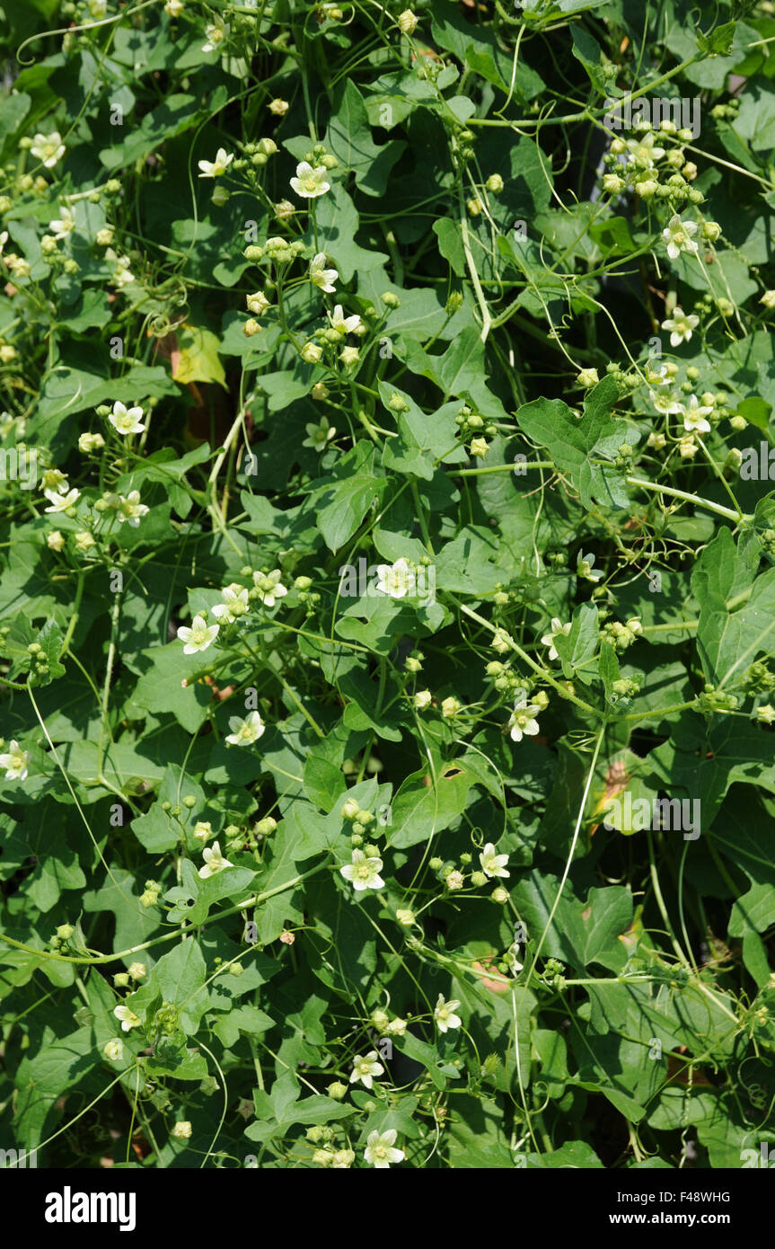 Bryony Bryonia Alba High Resolution Stock Photography and Images - Alamy